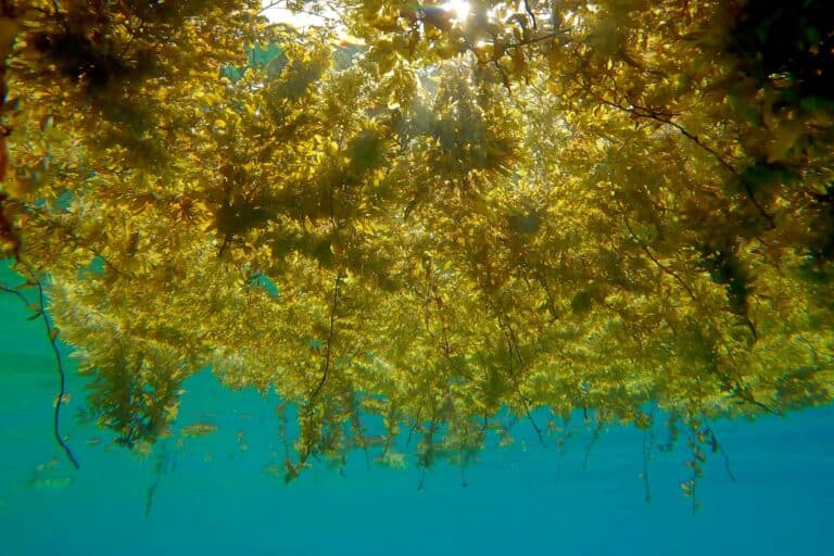 18 Different Types of Ocean Plants