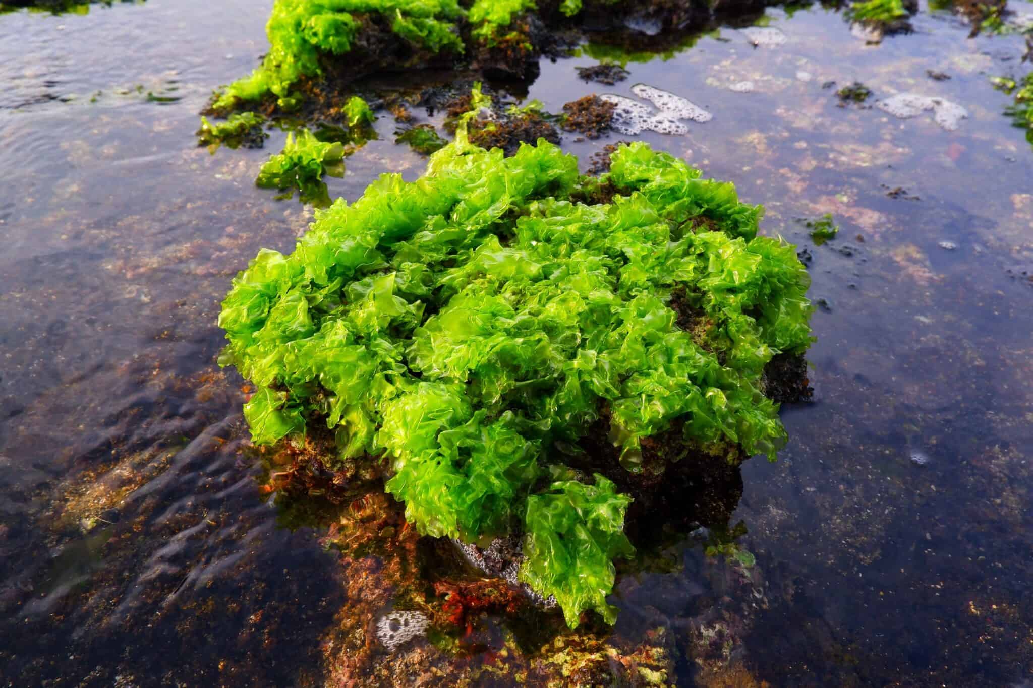 18 Different Types of Ocean Plants