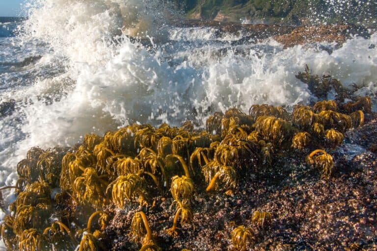 18 Different Types of Ocean Plants