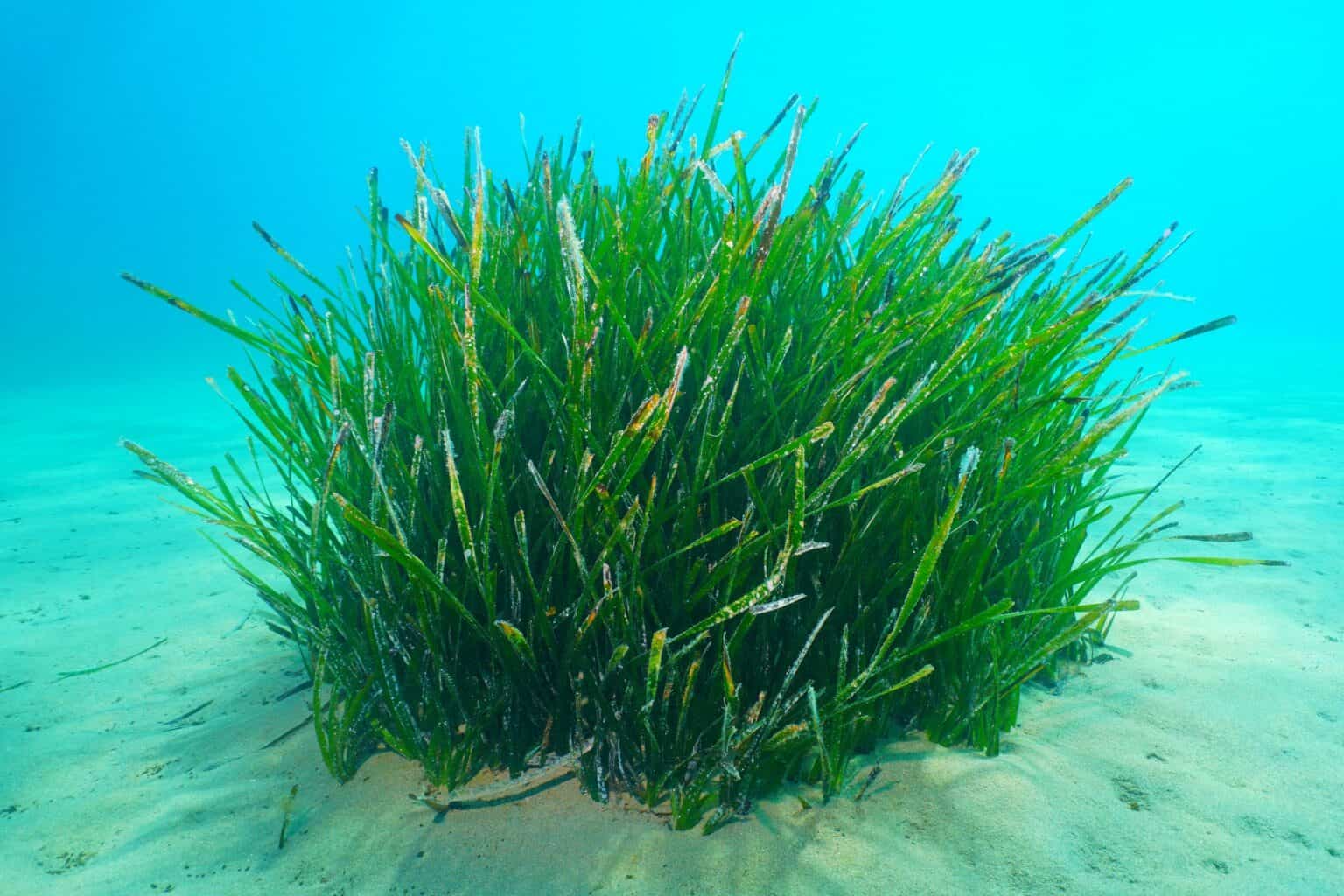 18 Different Types of Ocean Plants