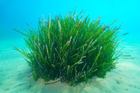 18 Different Types of Ocean Plants