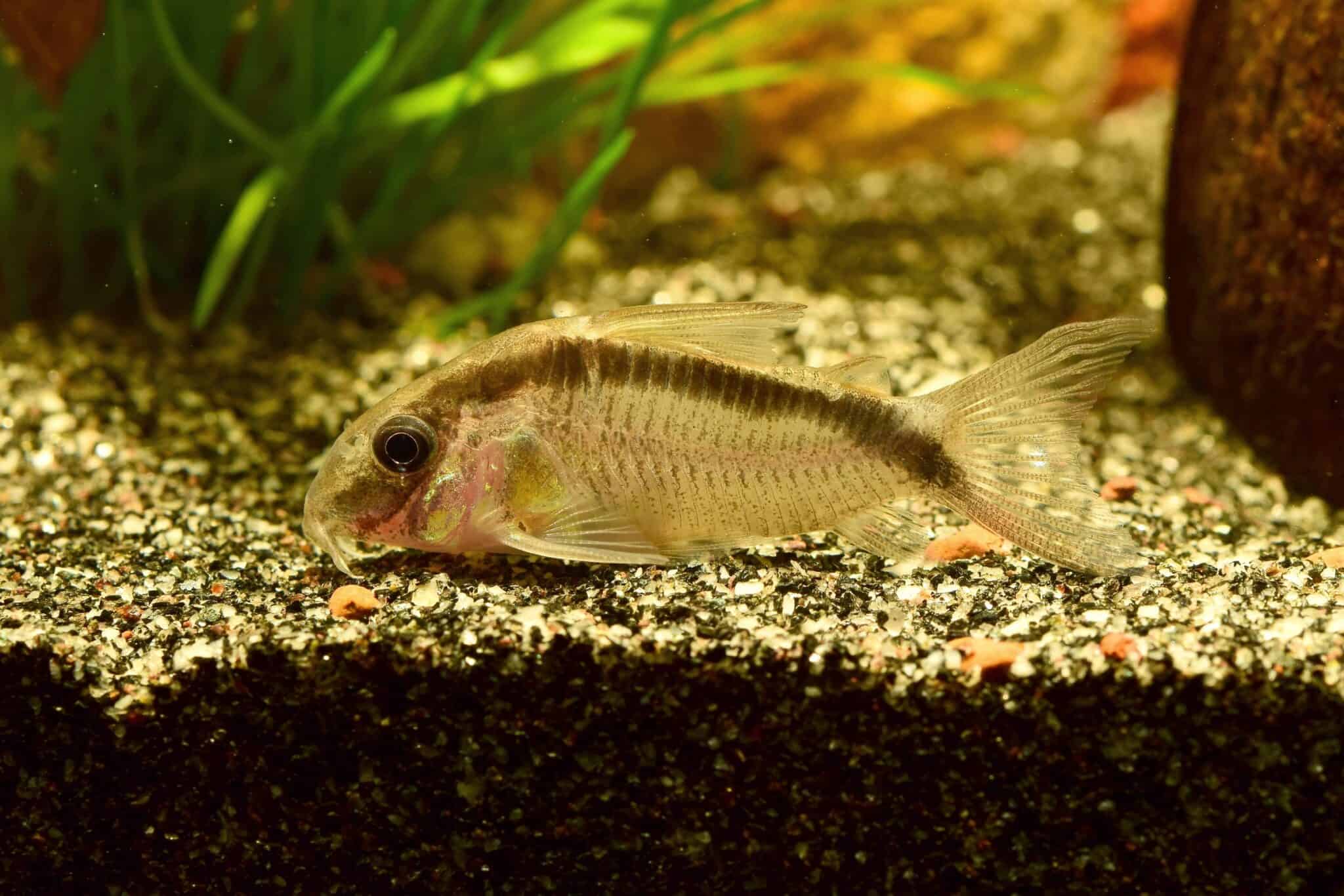 15 Best Cory Catfish Types for Your Aquarium