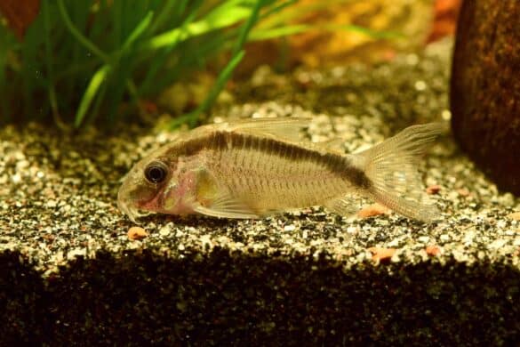 15 Best Cory Catfish Types for Your Aquarium