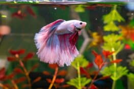 Ideal Water Temperature for Betta Fish: A Definitive Guide