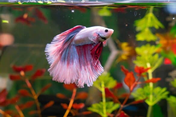 Ideal Water Temperature for Betta Fish: A Definitive Guide