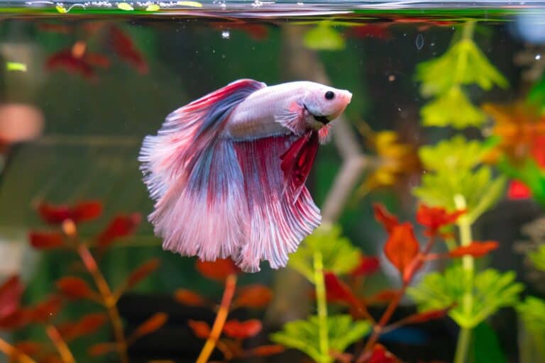 Ideal Water Temperature for Betta Fish: A Definitive Guide