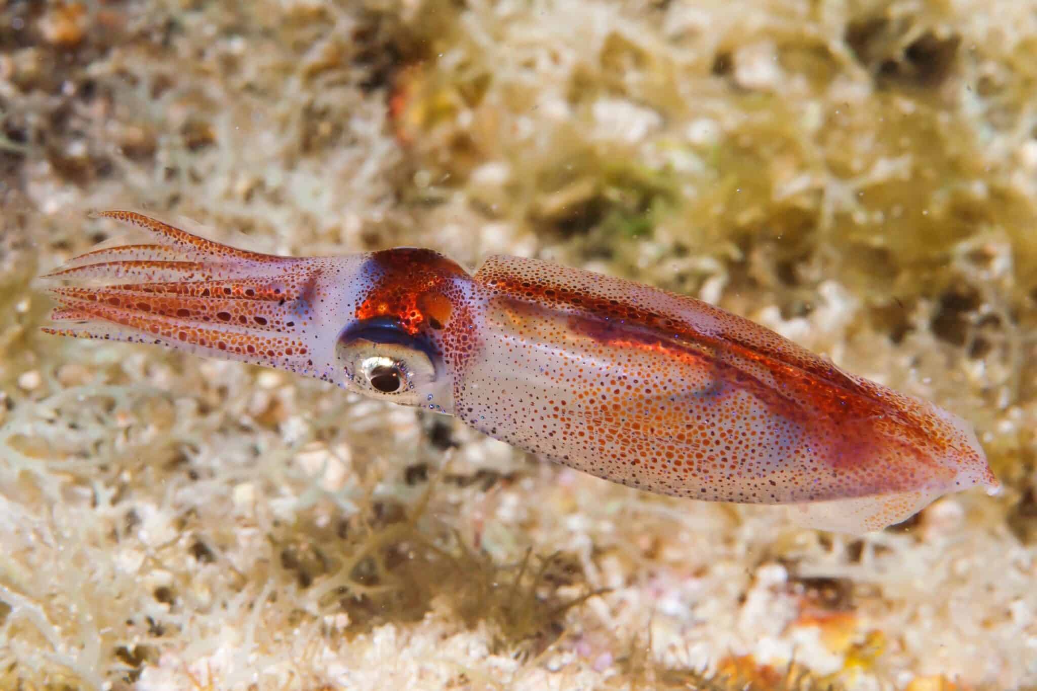 Squid vs. Octopus: What Are the Differences?