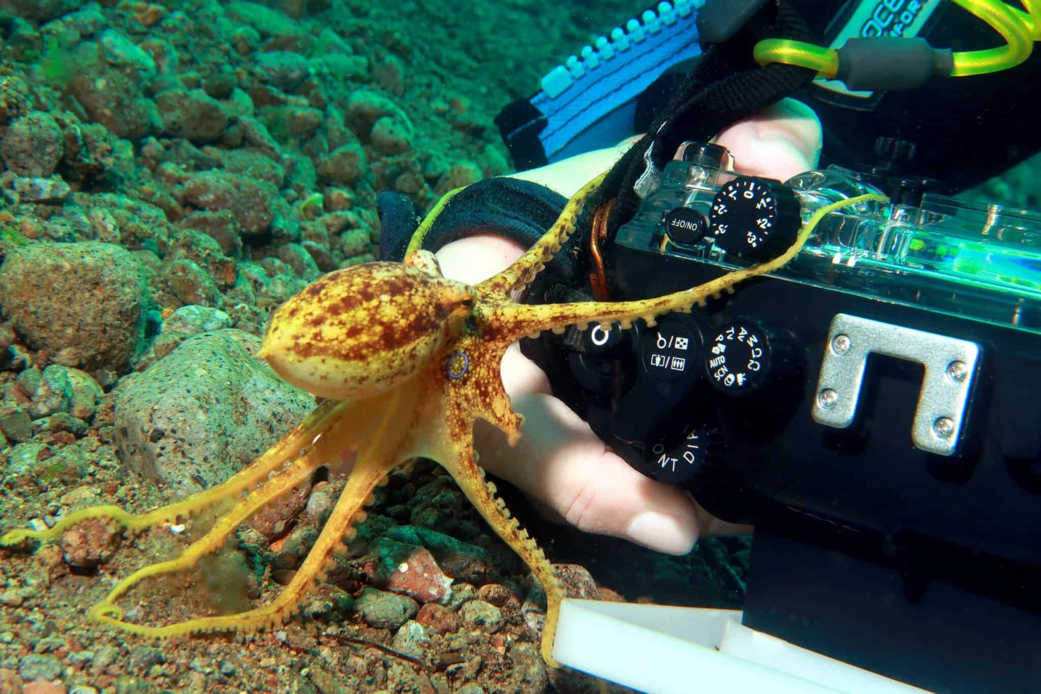 Octopus Brain & Intelligence: How Smart Are Octopuses?