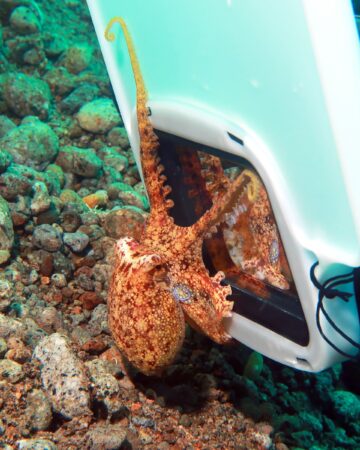 Octopus Brain & Intelligence: How Smart Are Octopuses?