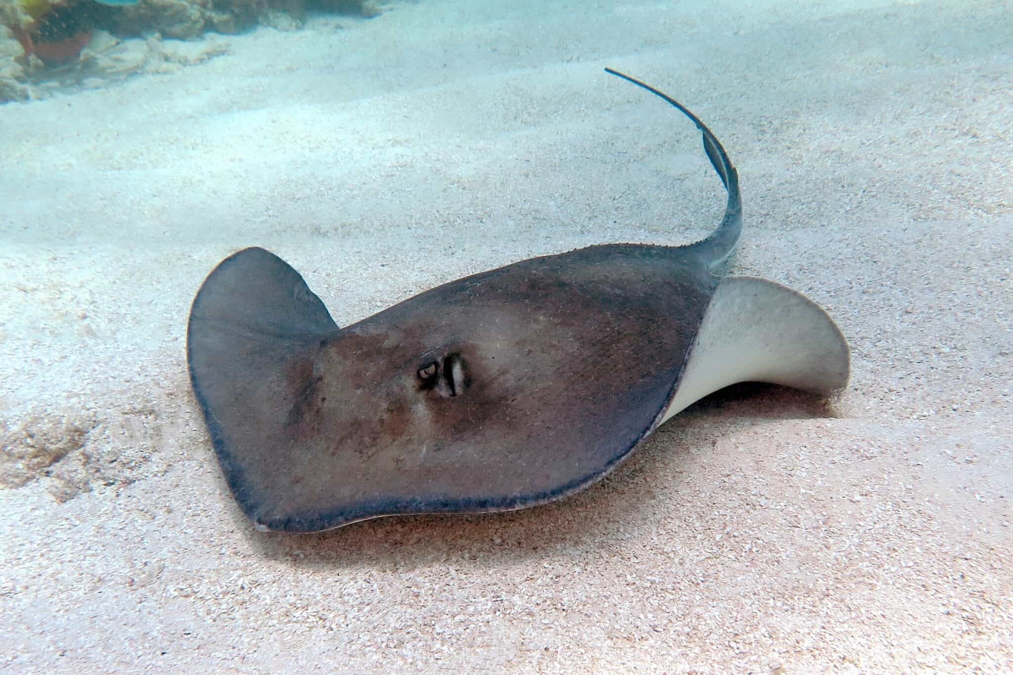 44 Different Types of Rays: Identification Guide