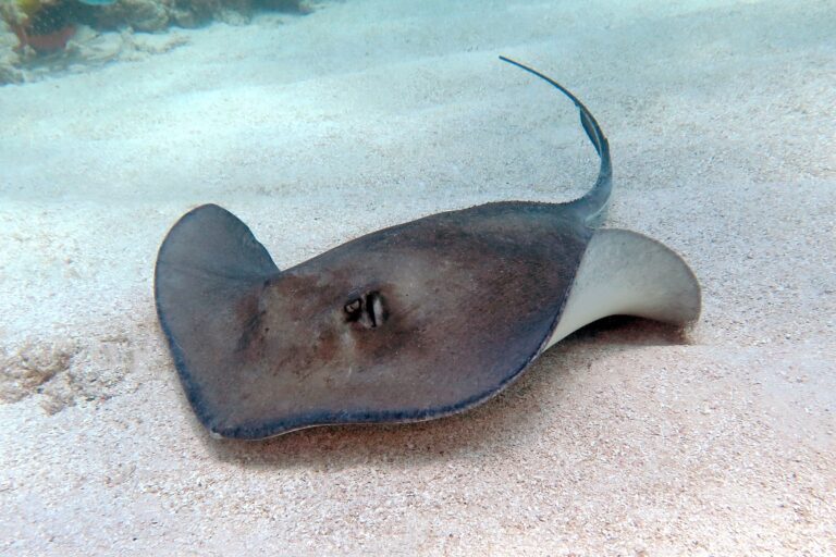 44 Different Types of Rays: Identification Guide