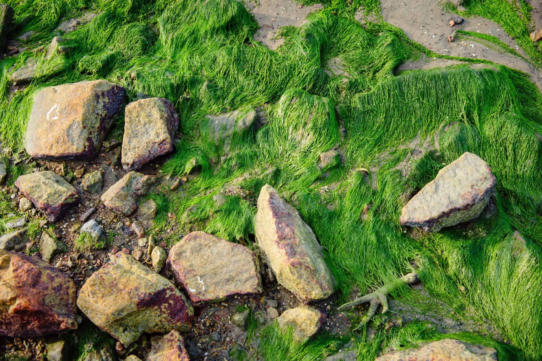 18 Different Types of Ocean Plants