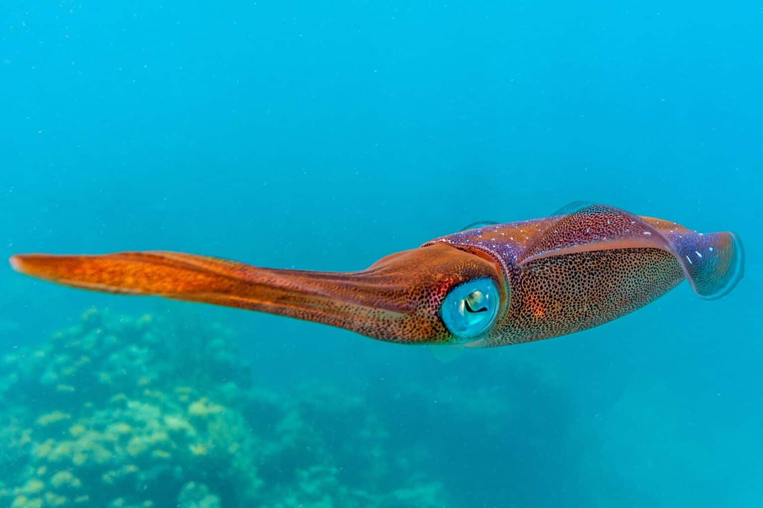 Squid vs. Octopus: What Are the Differences?