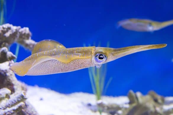 Squid vs. Octopus: What Are the Differences?