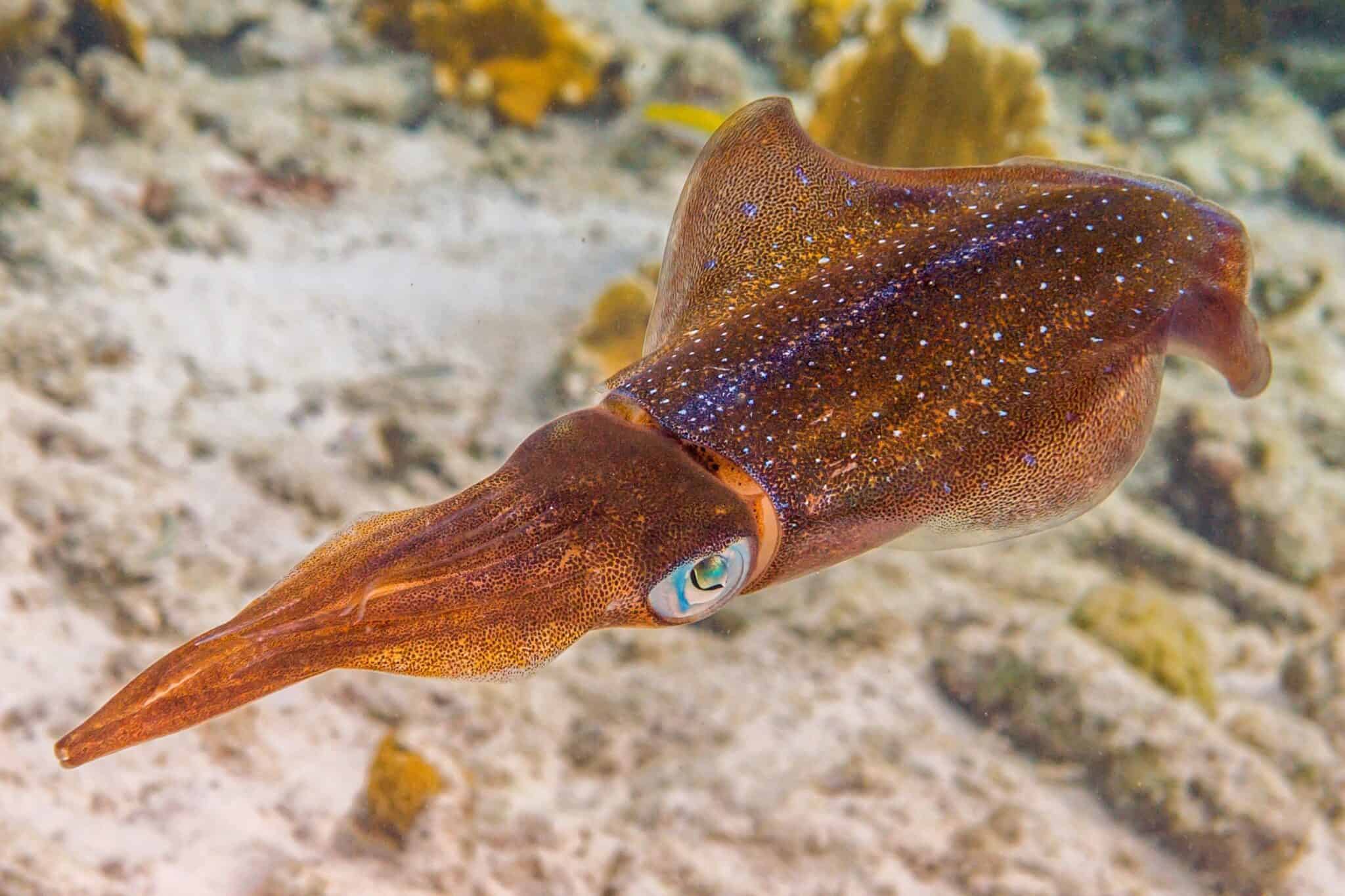 Squid vs. Octopus: What Are the Differences?