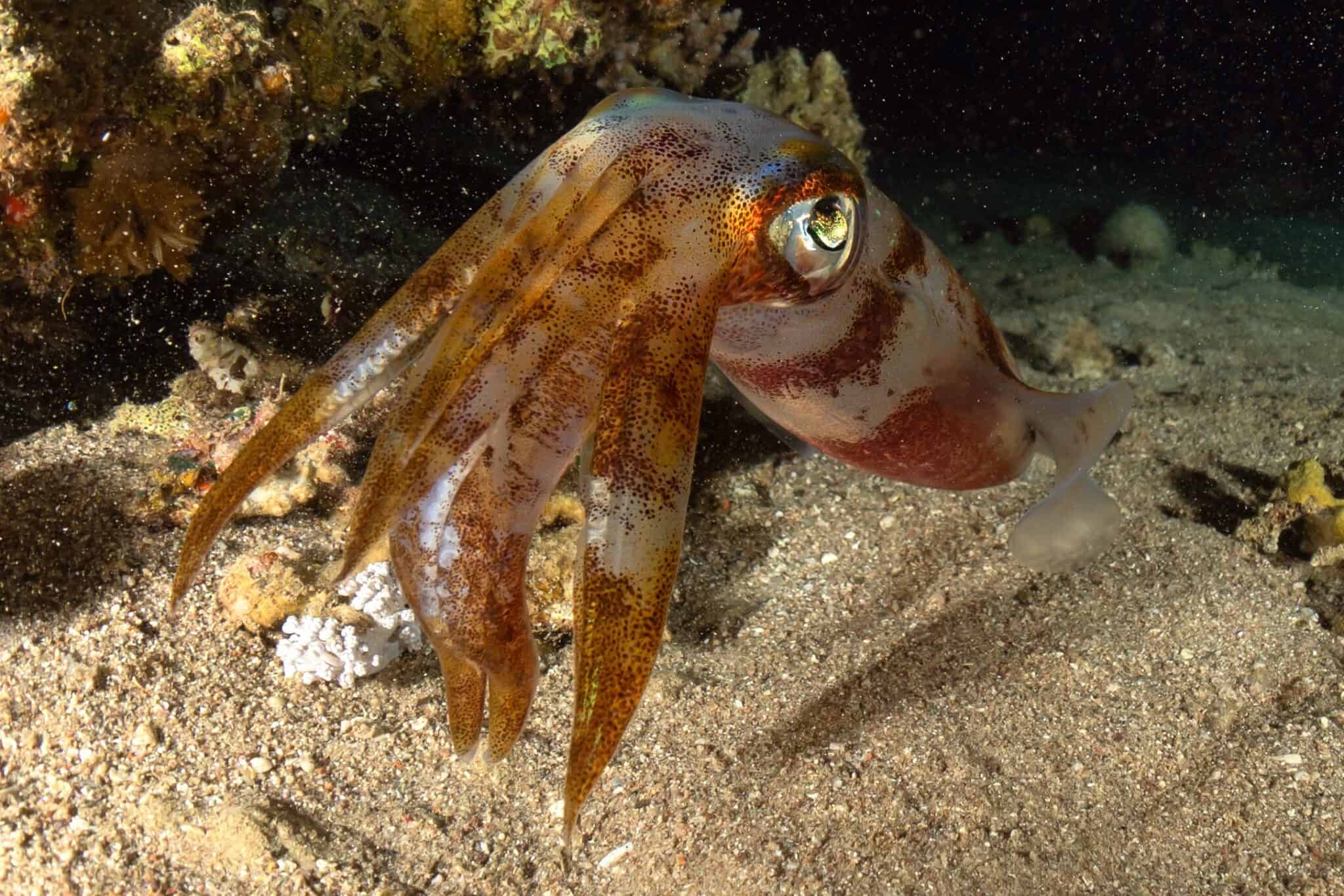 Squid vs. Octopus: What Are the Differences?