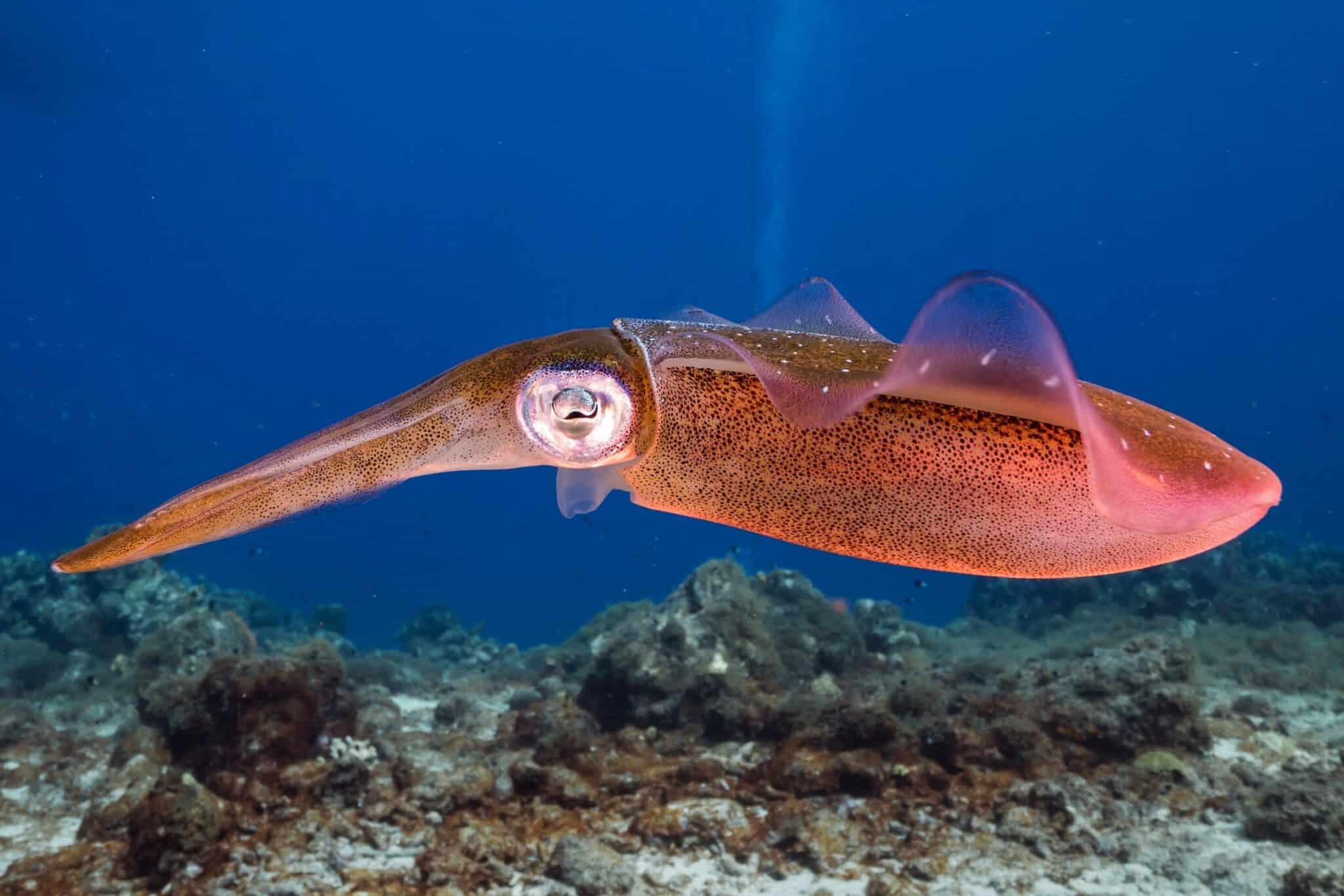 Squid vs. Octopus: What Are the Differences?
