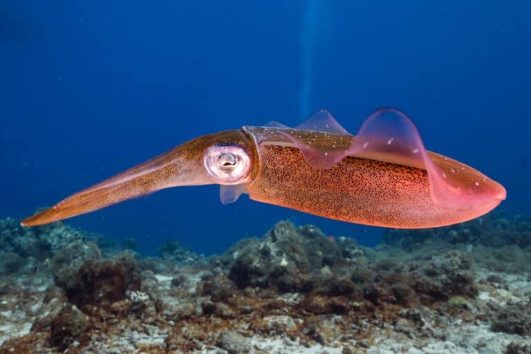 Squid vs. Octopus: What Are the Differences?