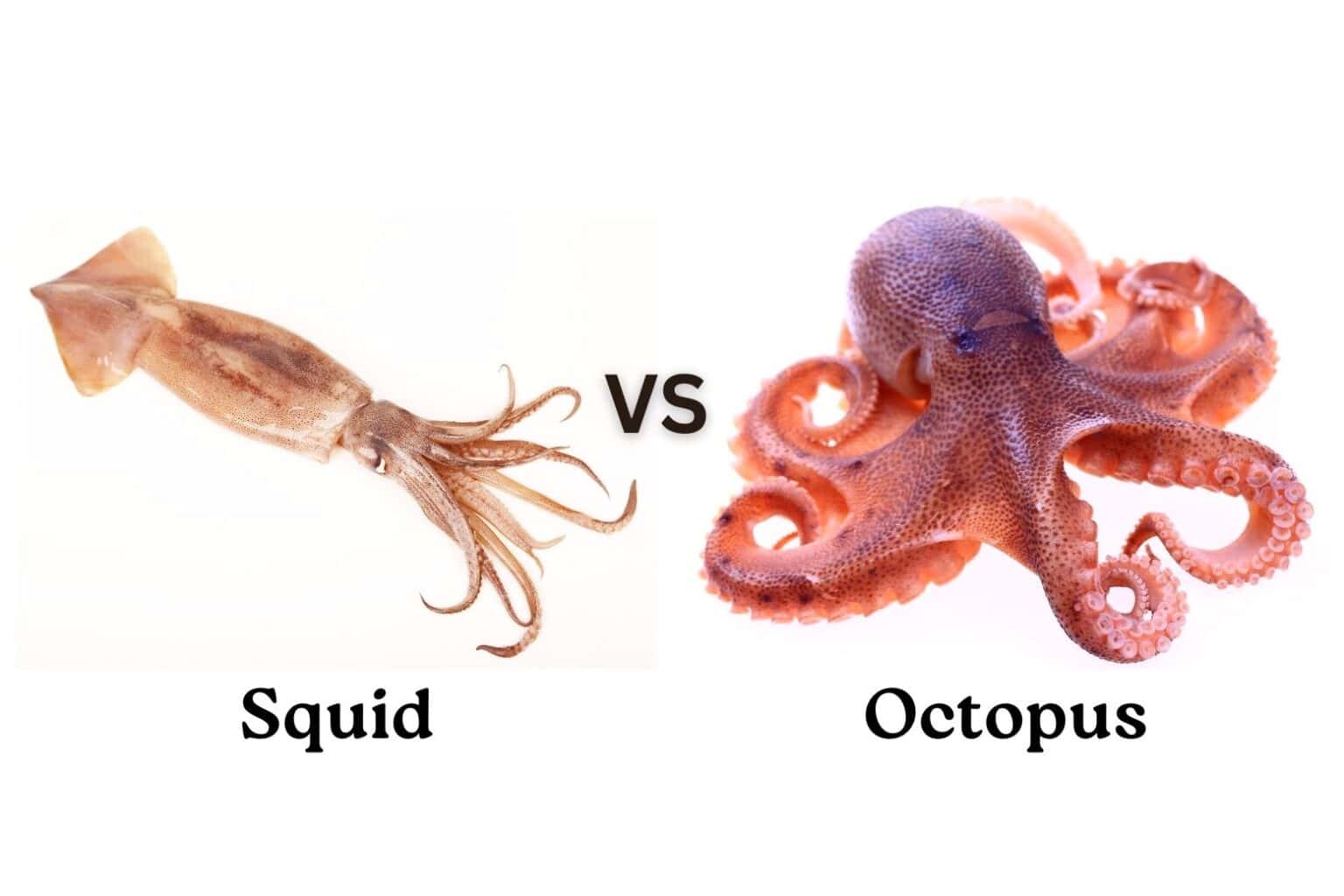 Squid vs. Octopus: What Are the Differences?