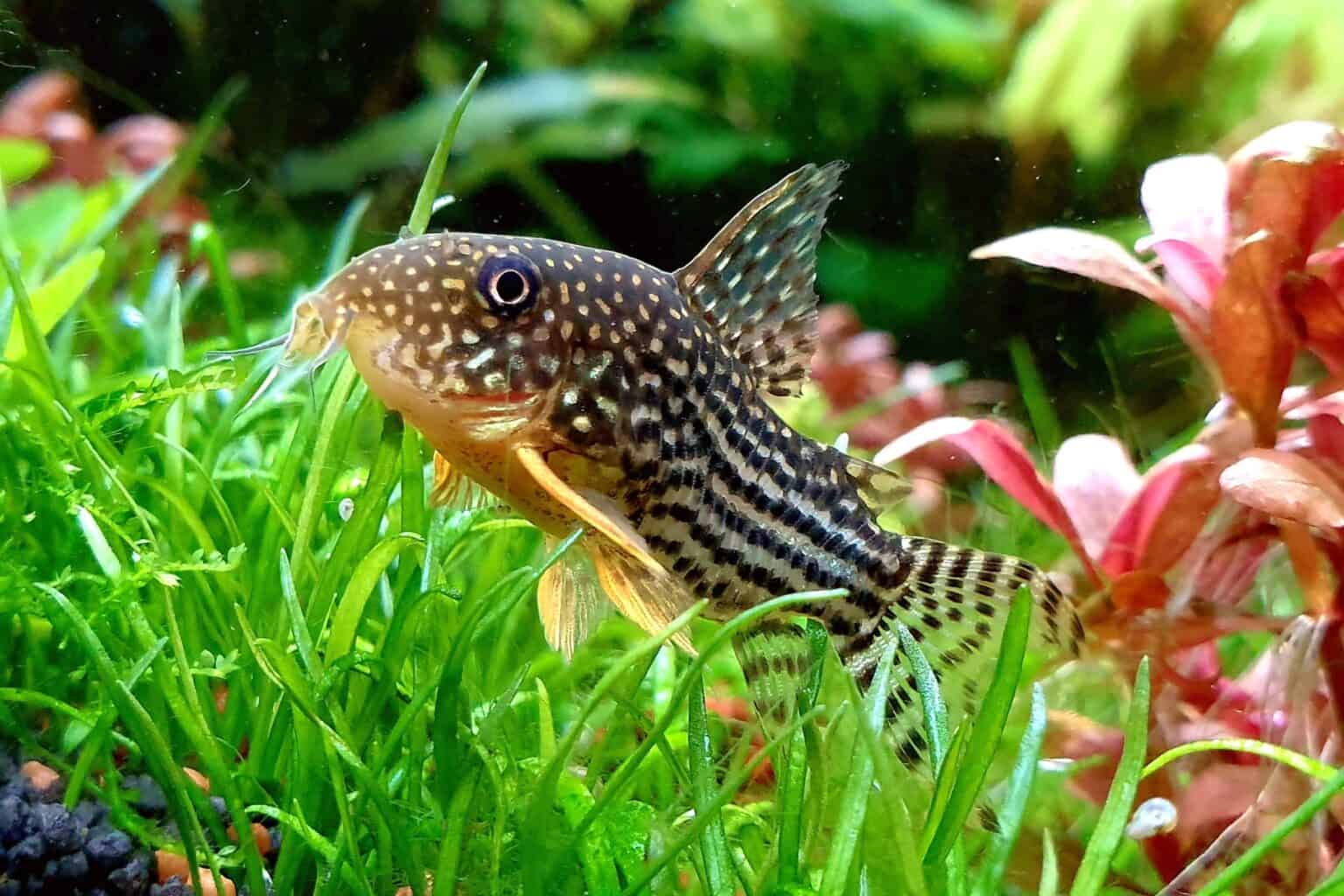 15 Best Cory Catfish Types for Your Aquarium