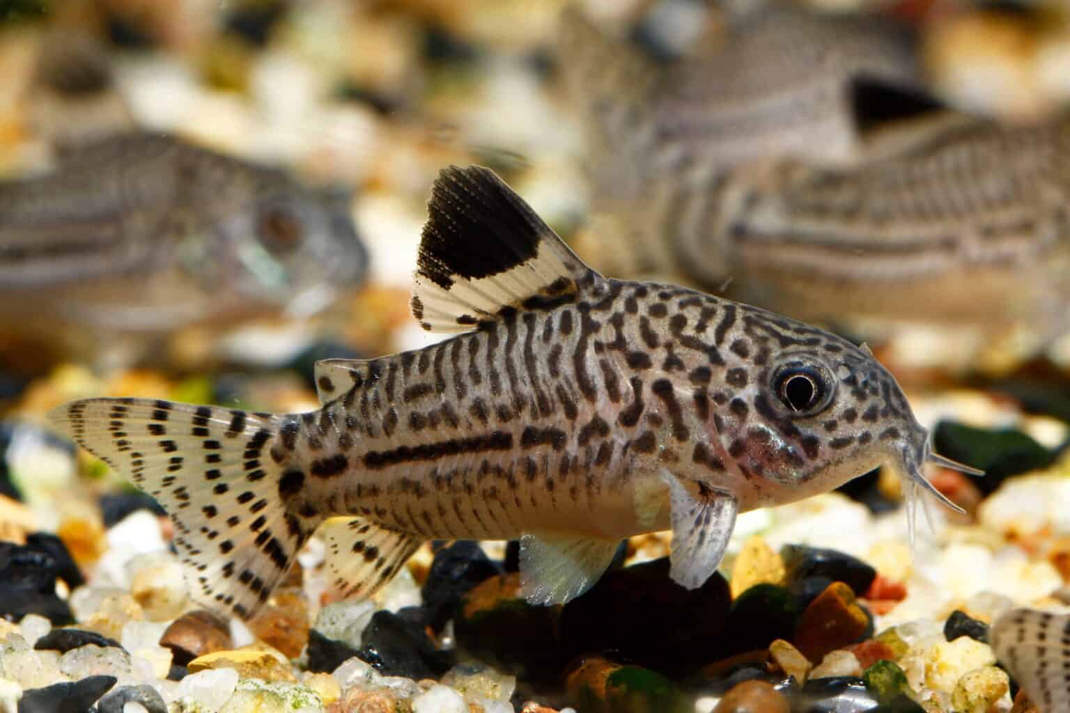 15 Best Cory Catfish Types for Your Aquarium