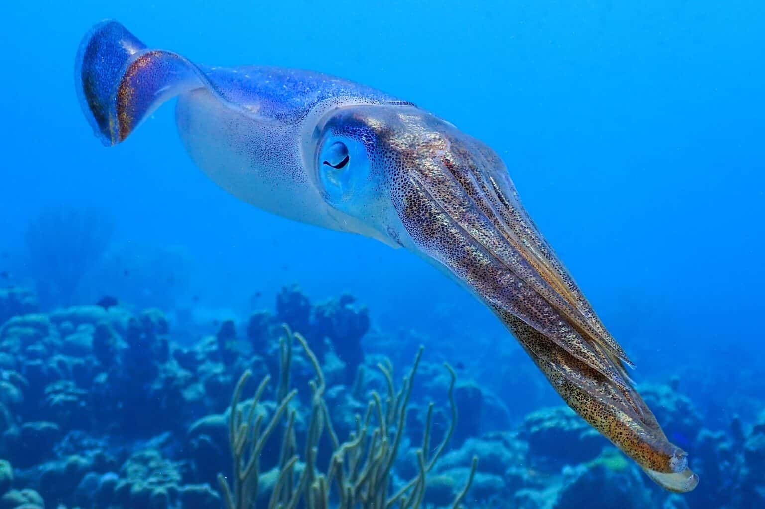 Squid vs. Octopus: What Are the Differences?