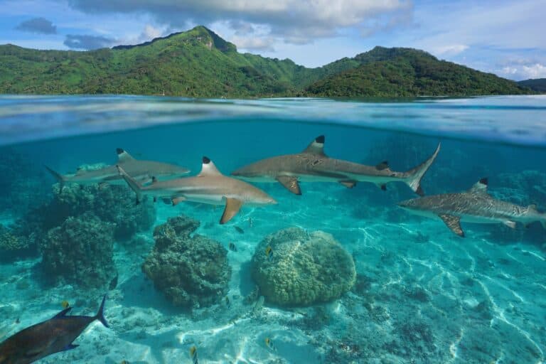 What Is a Group of Sharks Called? (4 Common Terms)