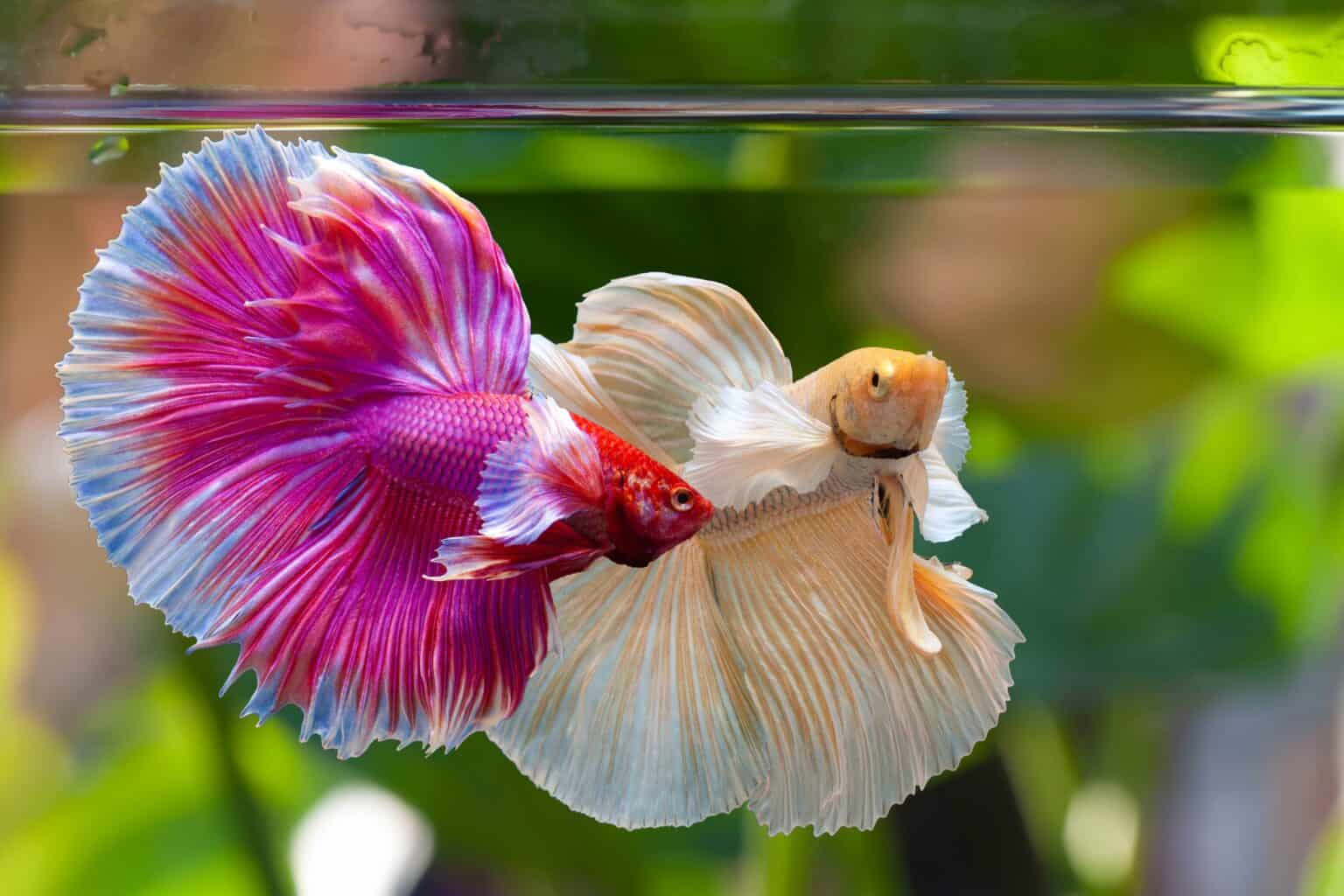 Ideal Water Temperature for Betta Fish: A Definitive Guide