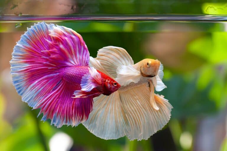 Ideal Water Temperature for Betta Fish: A Definitive Guide