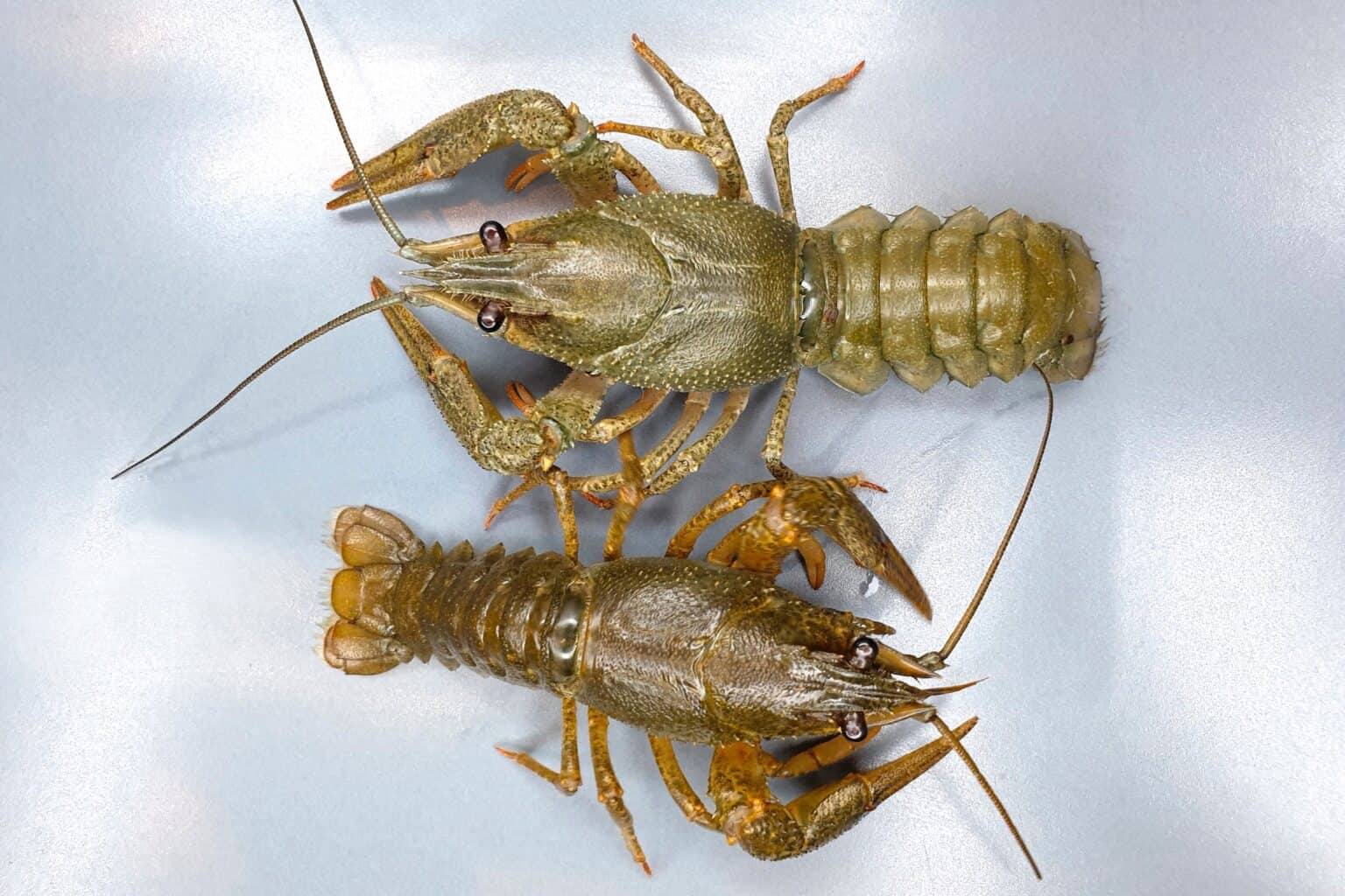Crayfish vs. Lobster: What Are the Differences?