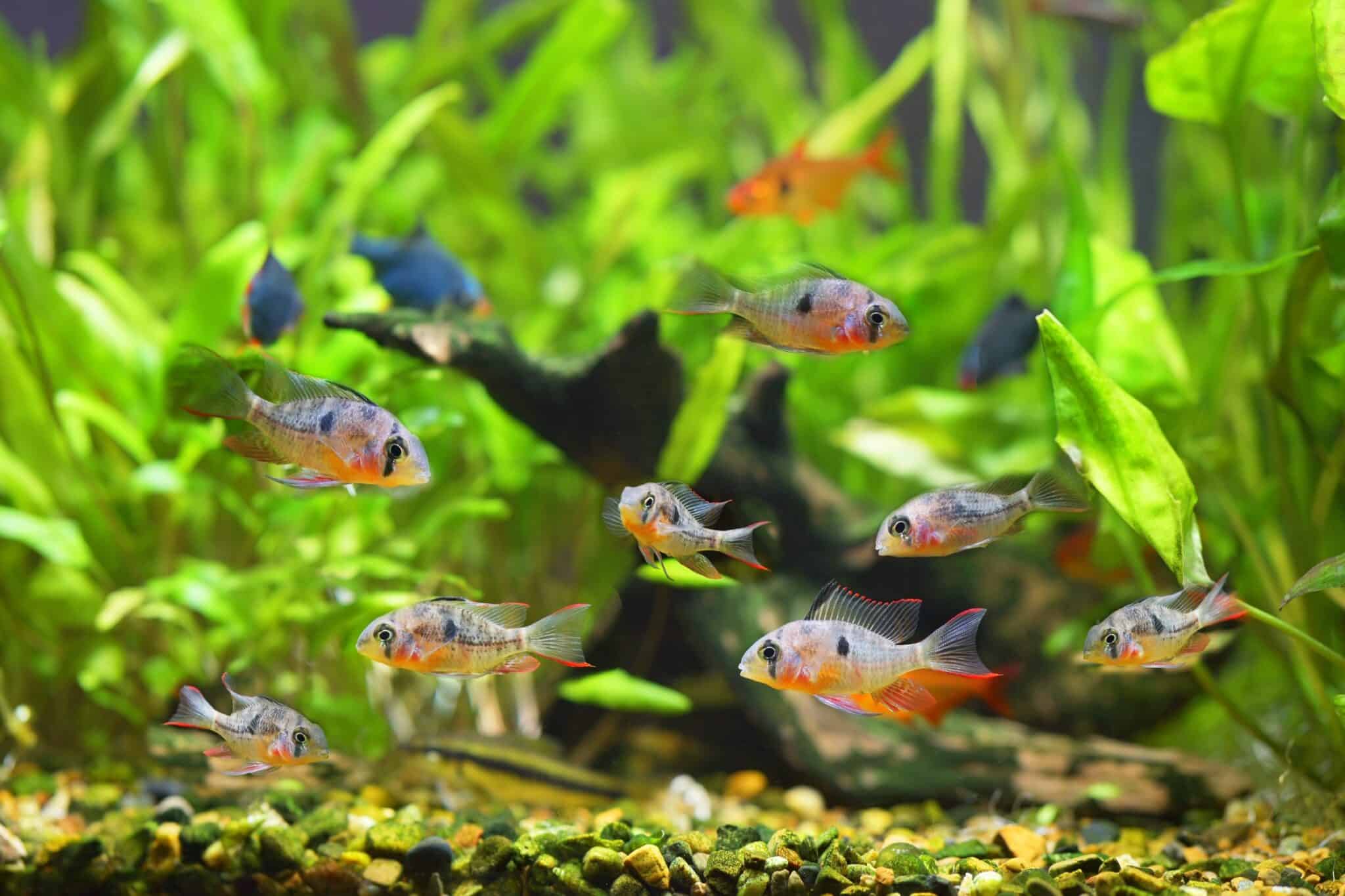 How Many Fish Per Gallon? (Answers for Different Tank Sizes)