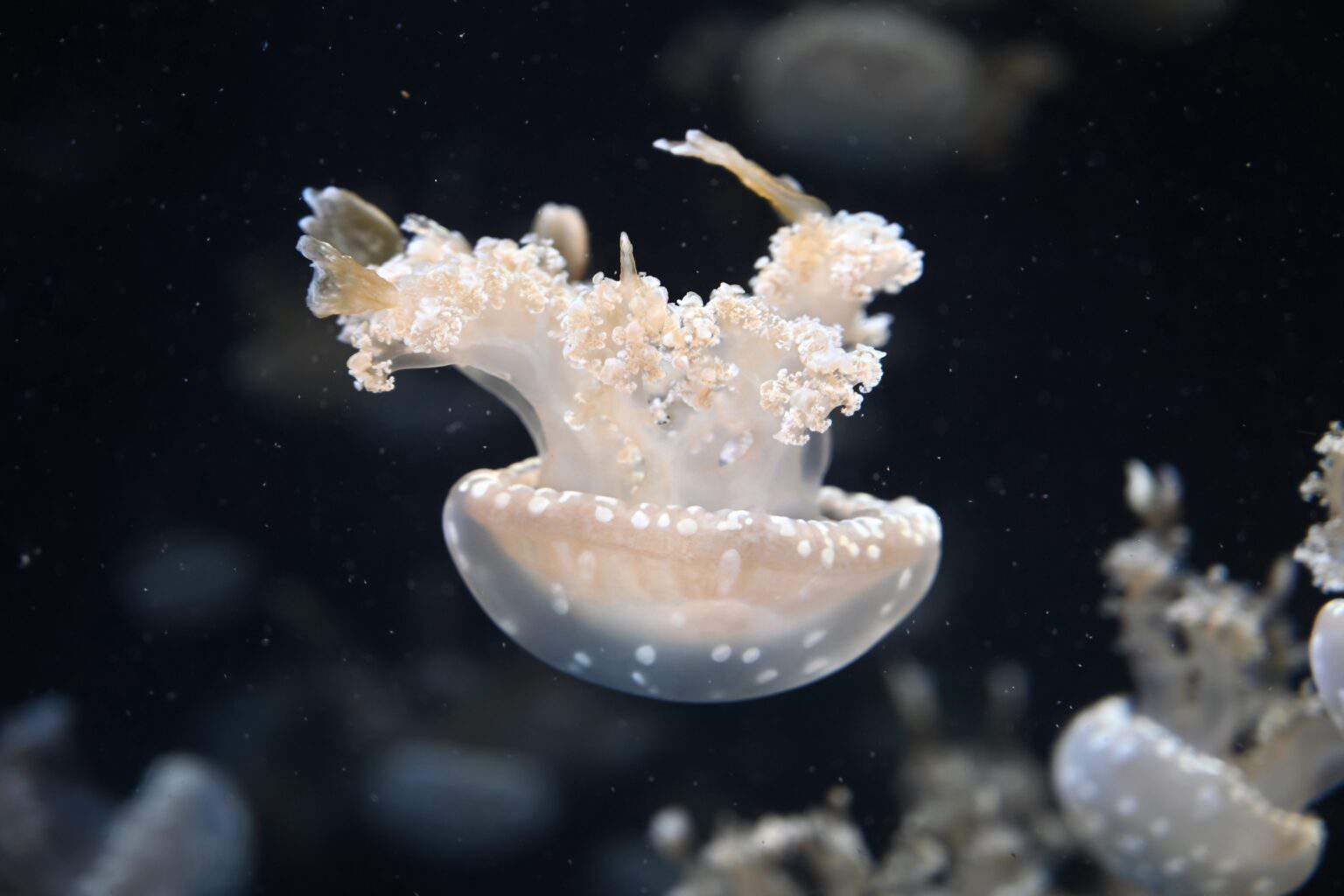 11 Different Jellyfish Colors Explained