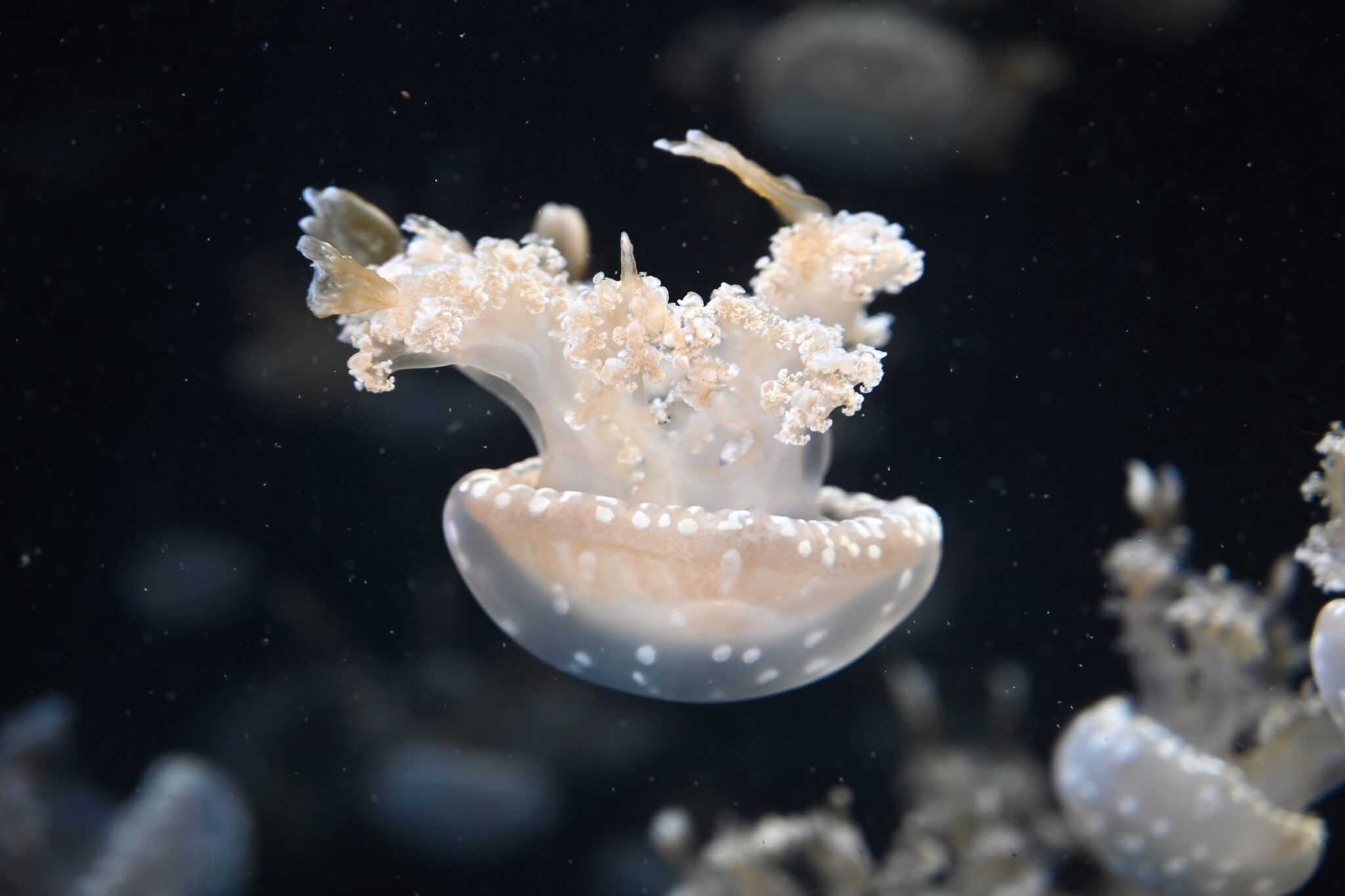 11 Different Jellyfish Colors Explained
