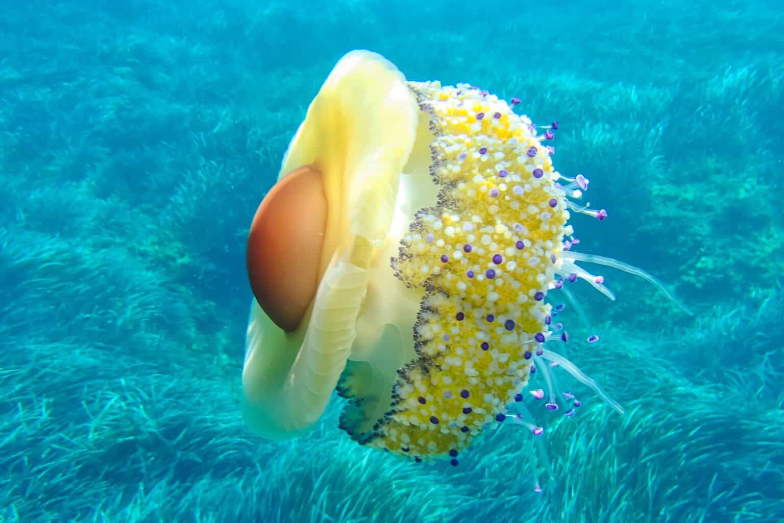 11 Different Jellyfish Colors Explained