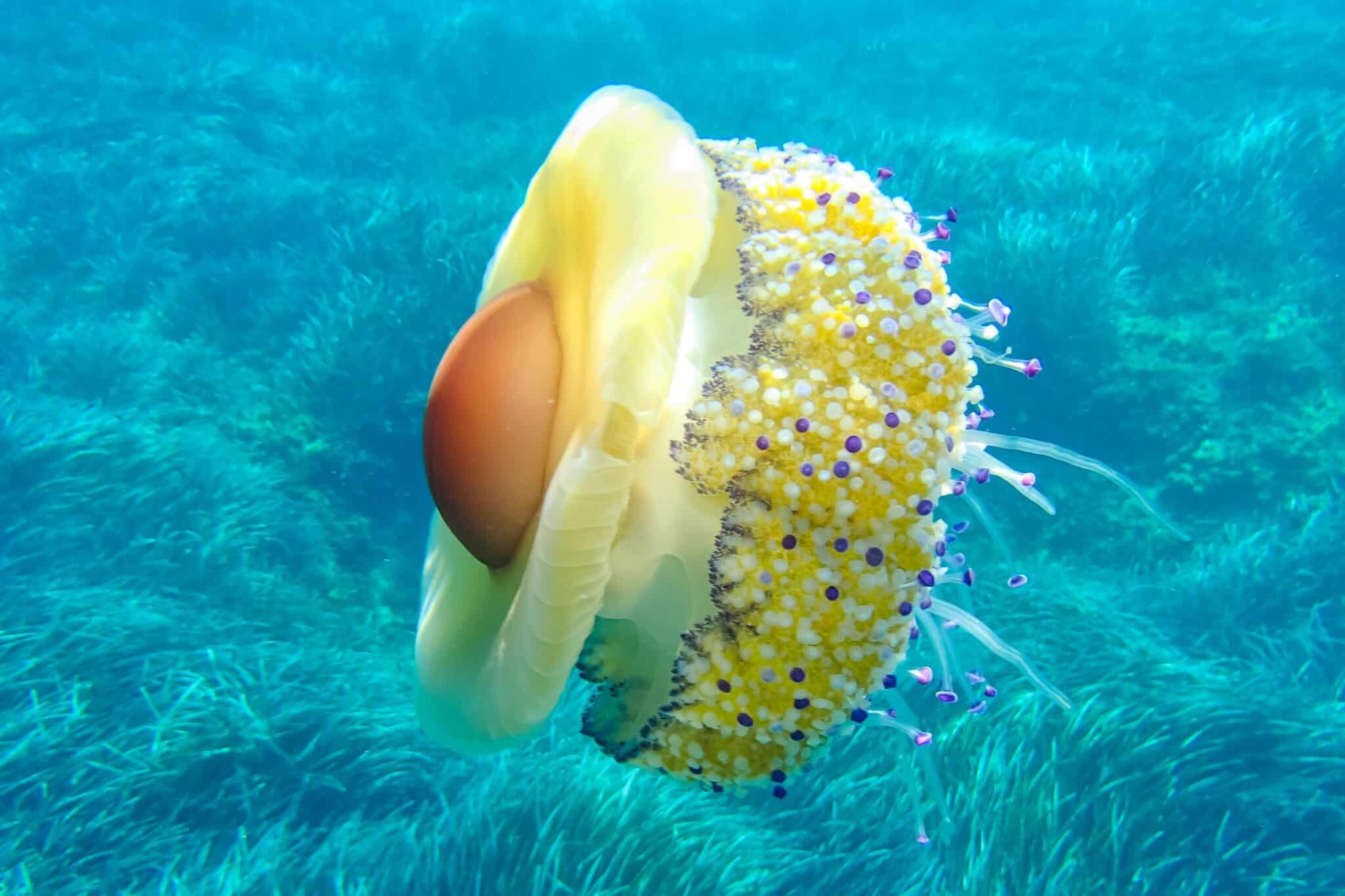 11 Different Jellyfish Colors Explained