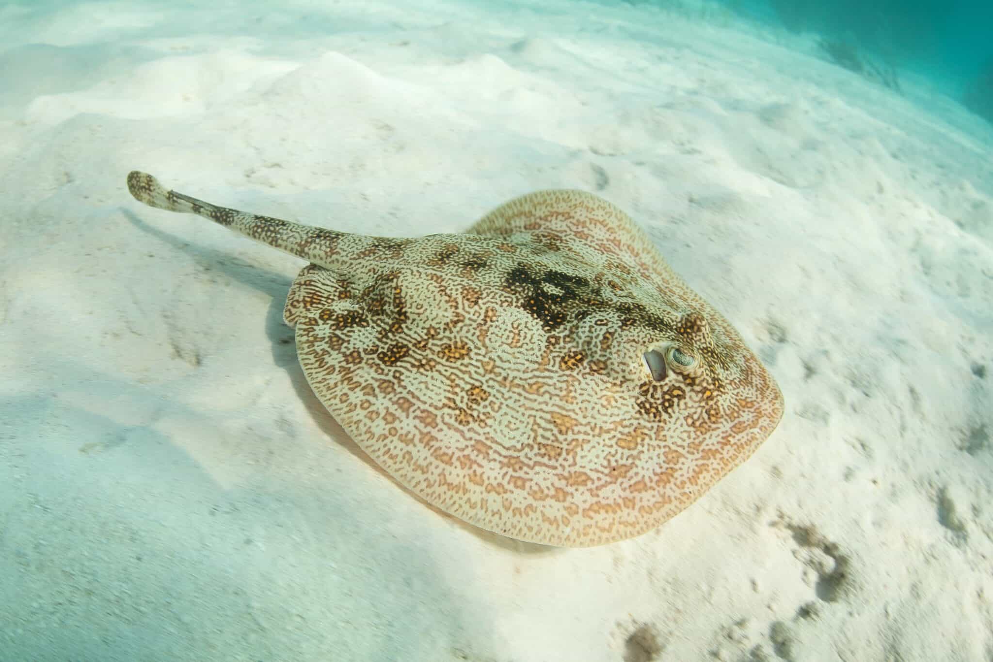 44 Different Types of Rays: Identification Guide