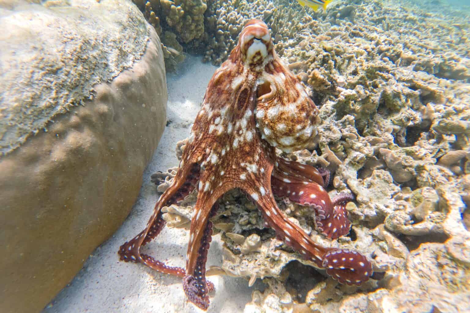 How Do Octopuses Change Color? (And Why?)