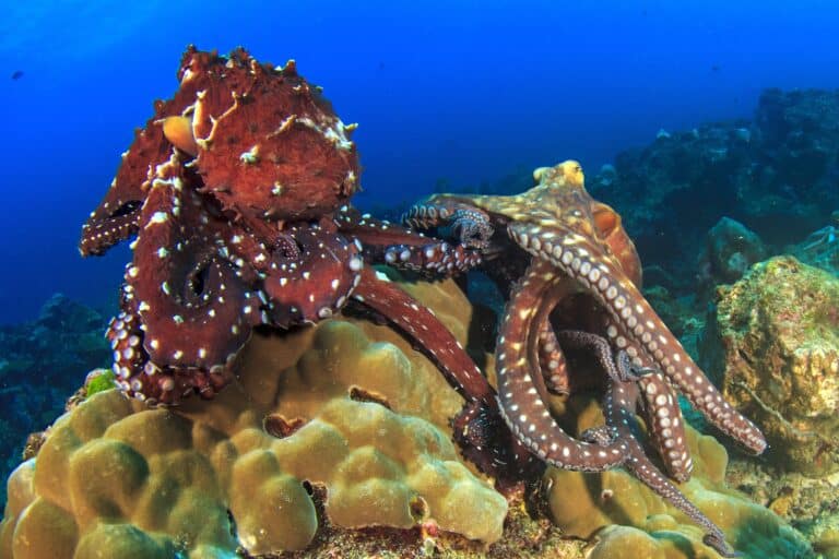 What Is a Group of Octopuses Called? - Aquarium Whisperer