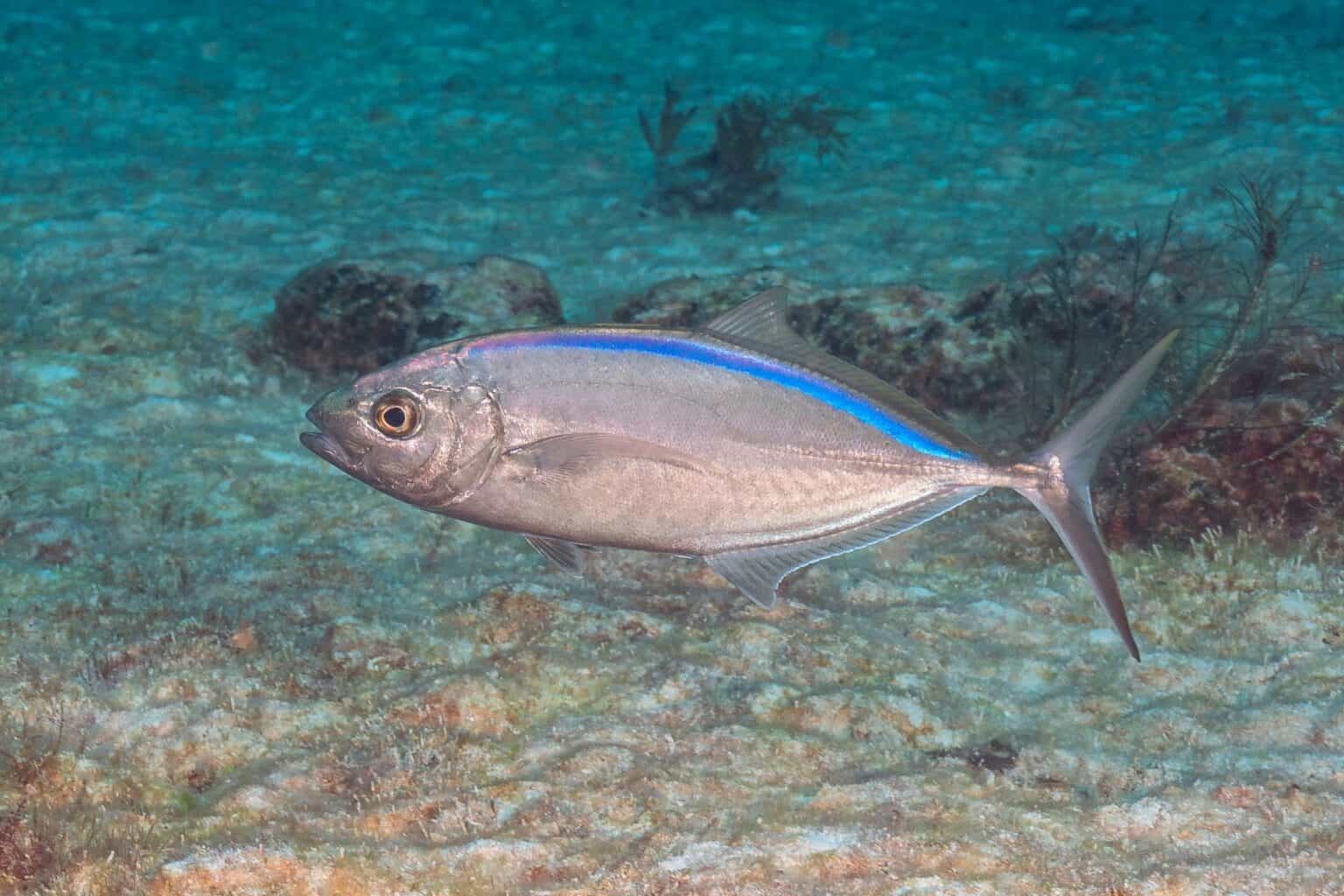 19 Different Types of Jack Fish