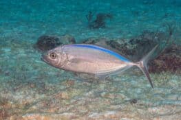 19 Different Types of Jack Fish