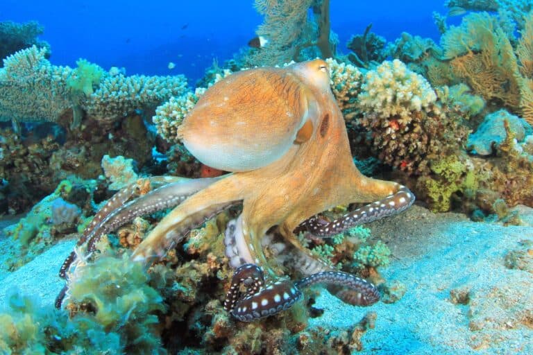 What Do Octopuses Eat? (9 Favorite Foods of Octopuses)
