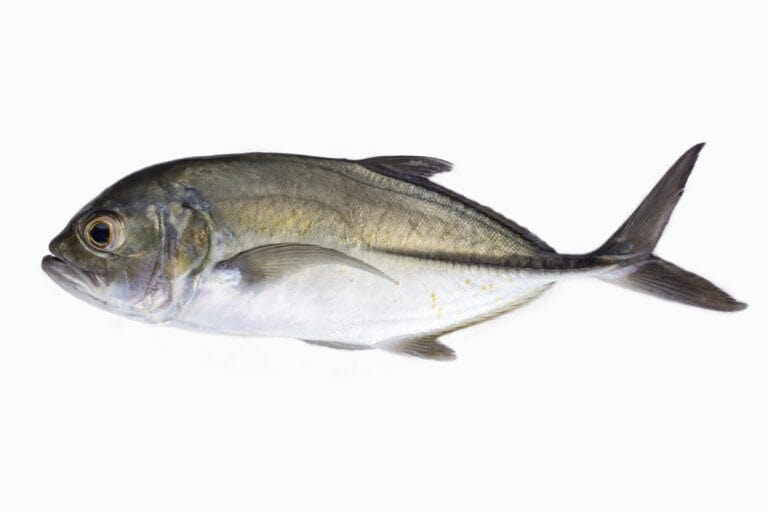 19 Different Types of Jack Fish