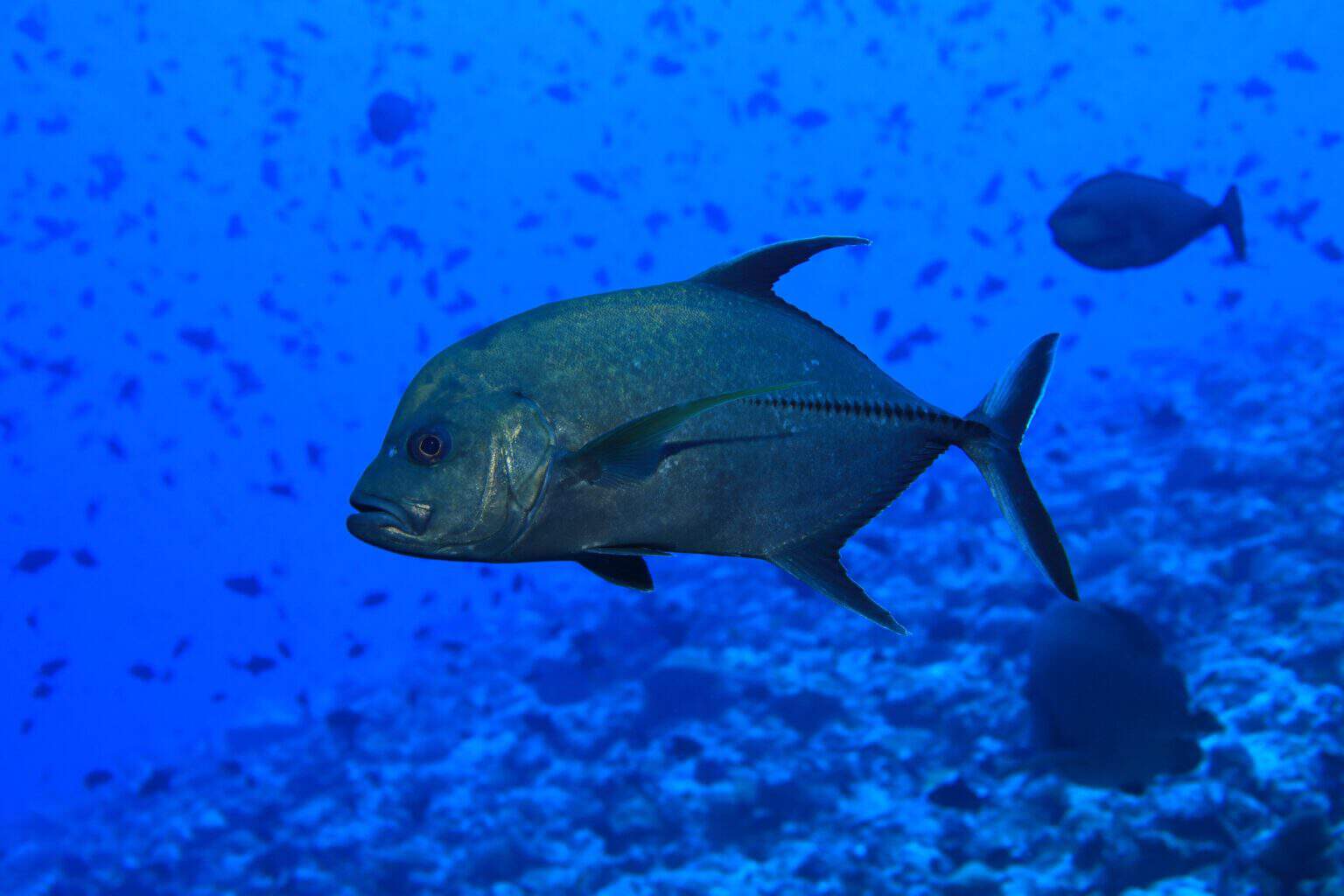 19 Different Types of Jack Fish