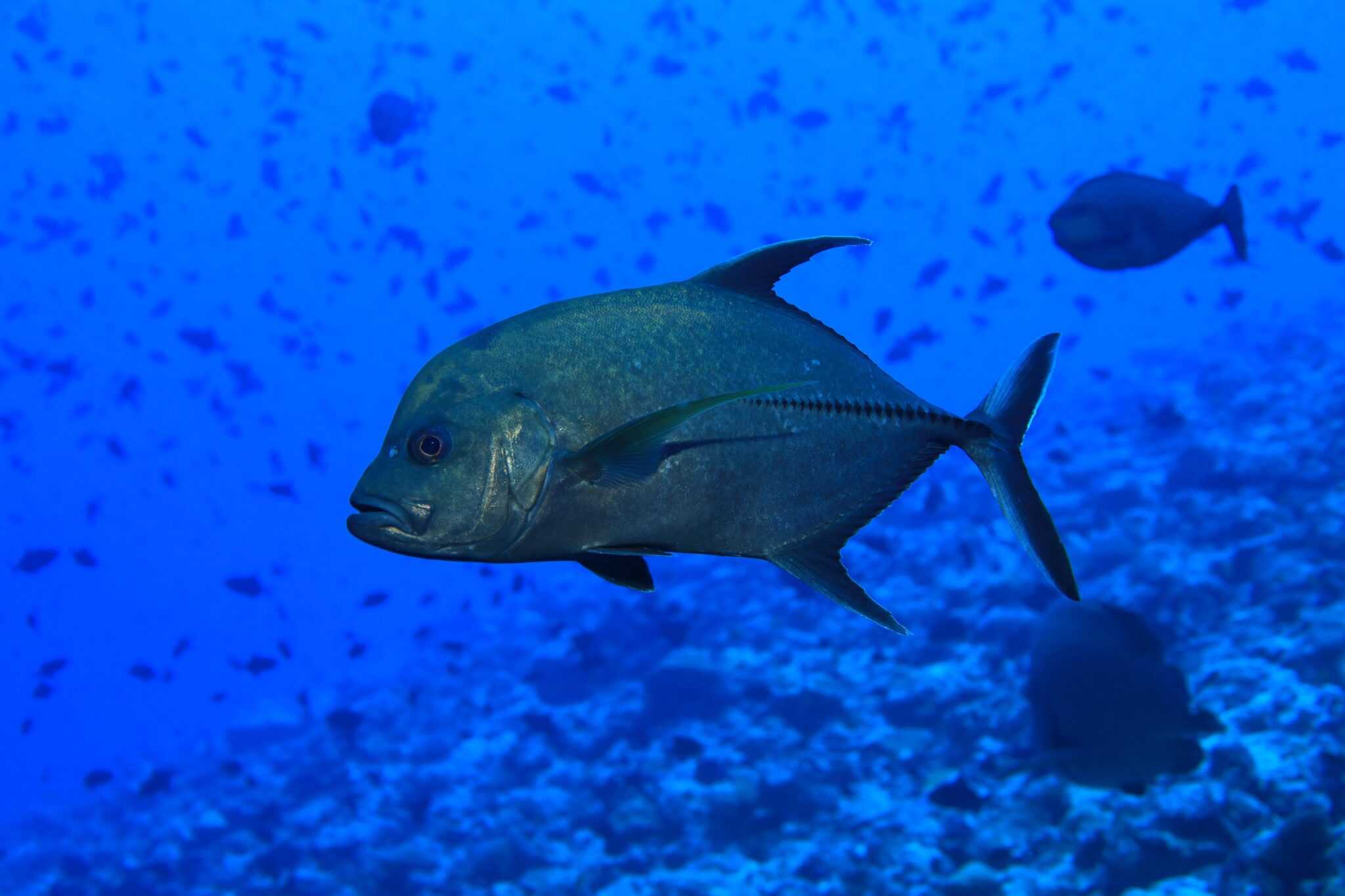 19 Different Types of Jack Fish