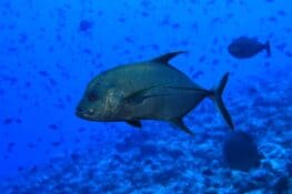 19 Different Types of Jack Fish