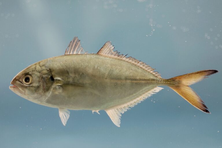 19 Different Types of Jack Fish