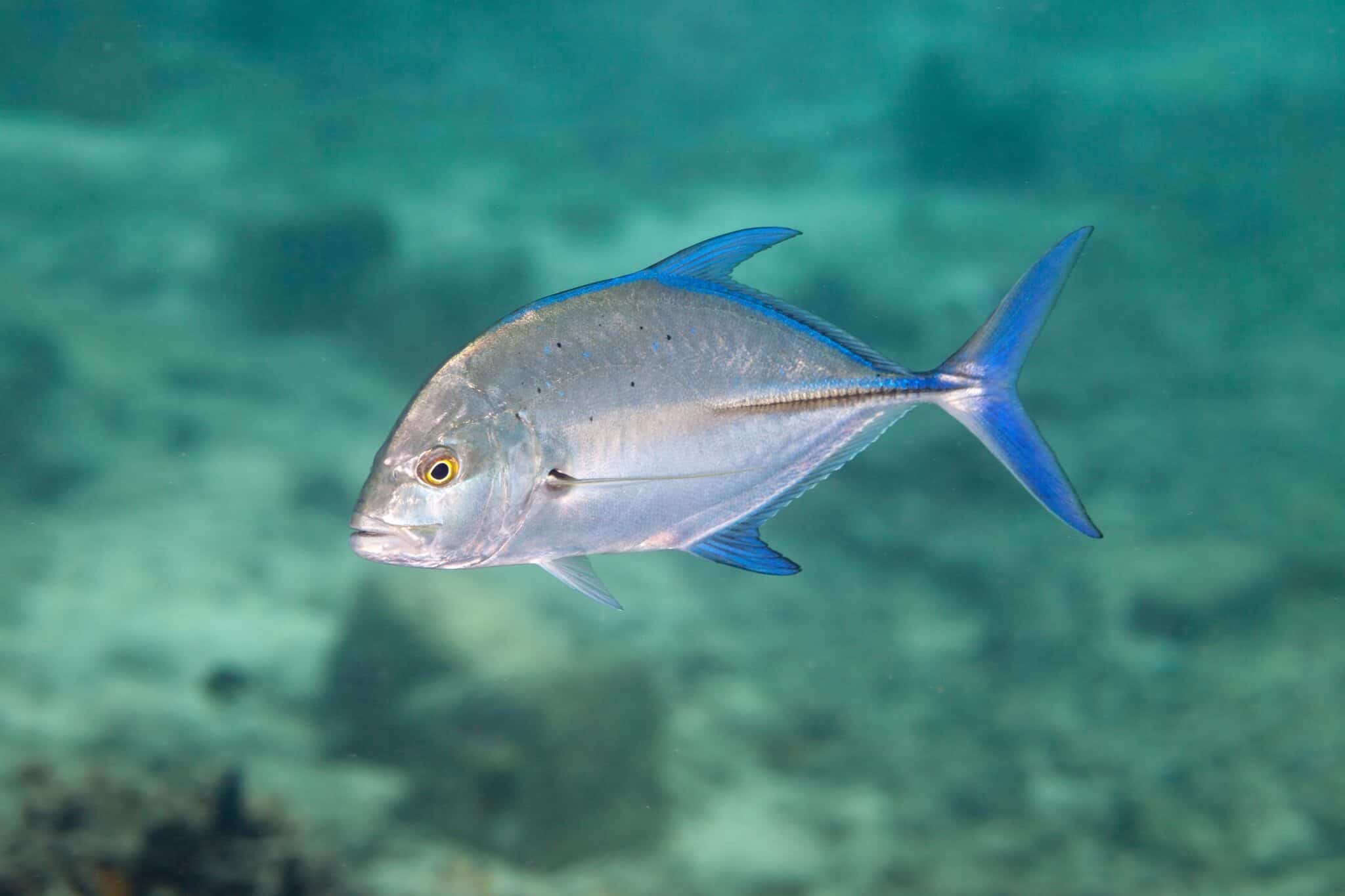 19 Different Types of Jack Fish