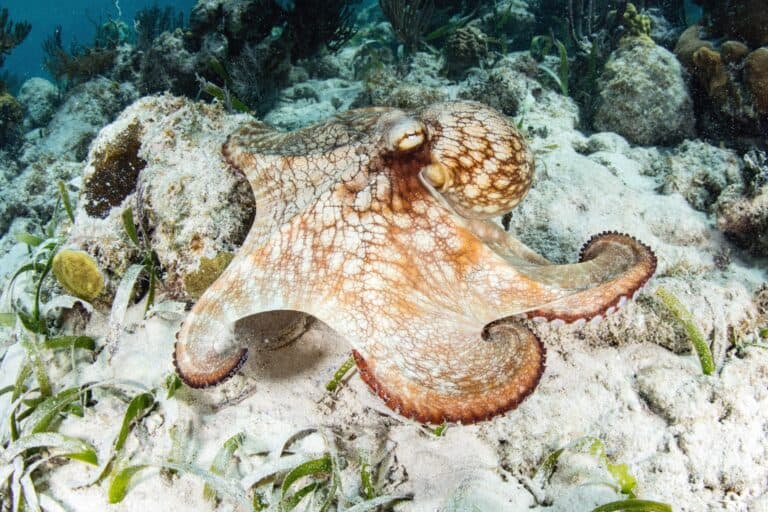 How Do Octopuses Change Color? (And Why?)