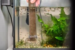 Fish Poop 101: What You Need to Know - Aquarium Whisperer