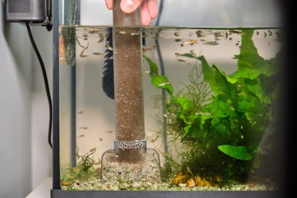 Fish Poop 101: What You Need to Know - Aquarium Whisperer